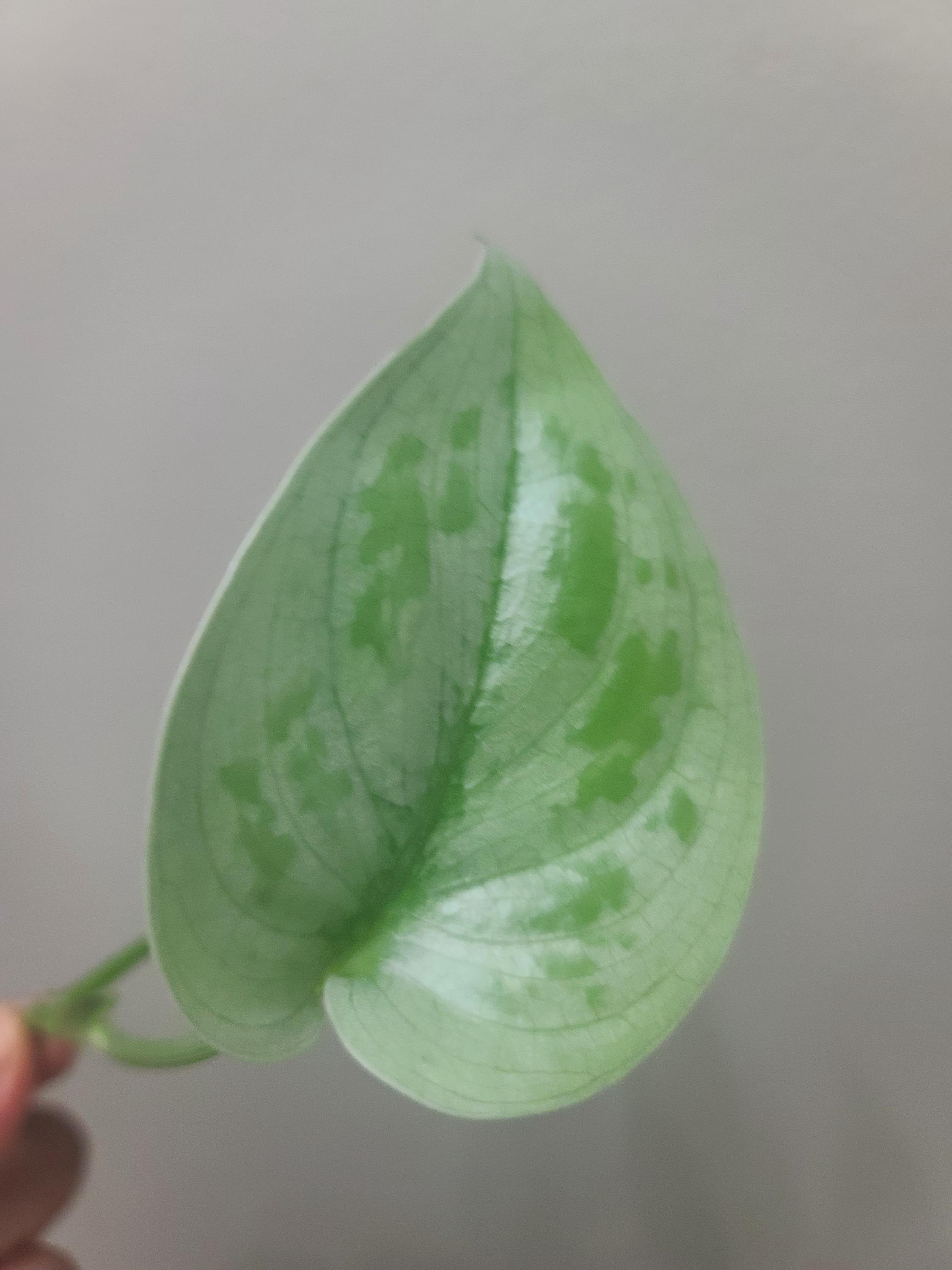 Scindapsus Tattoo (no Roots) - Etsy