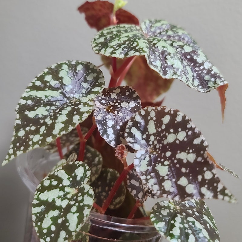 Moonlight Butterfly Begonia - Etsy