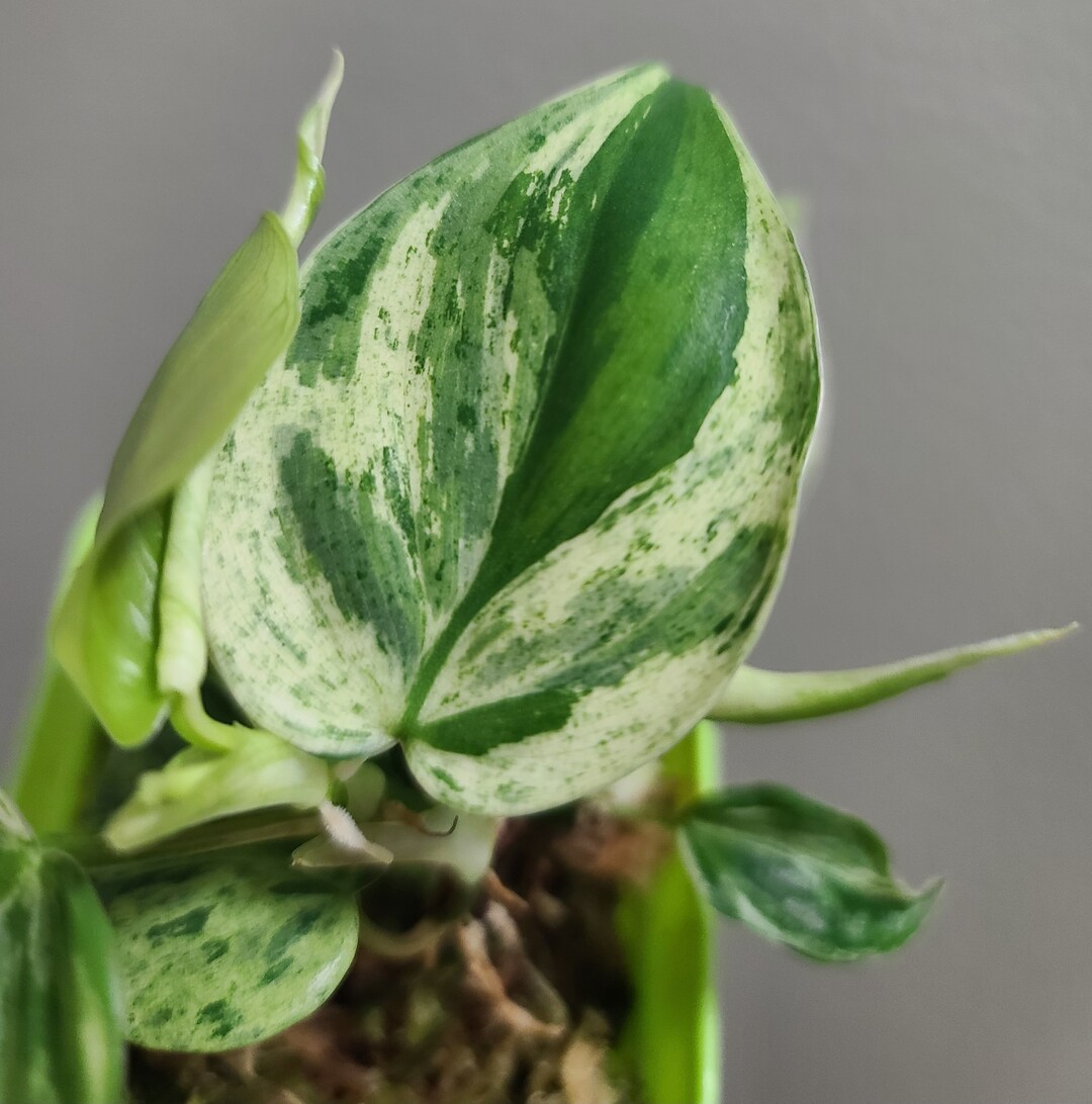 Variegated Heartleaf Philodendron - Etsy