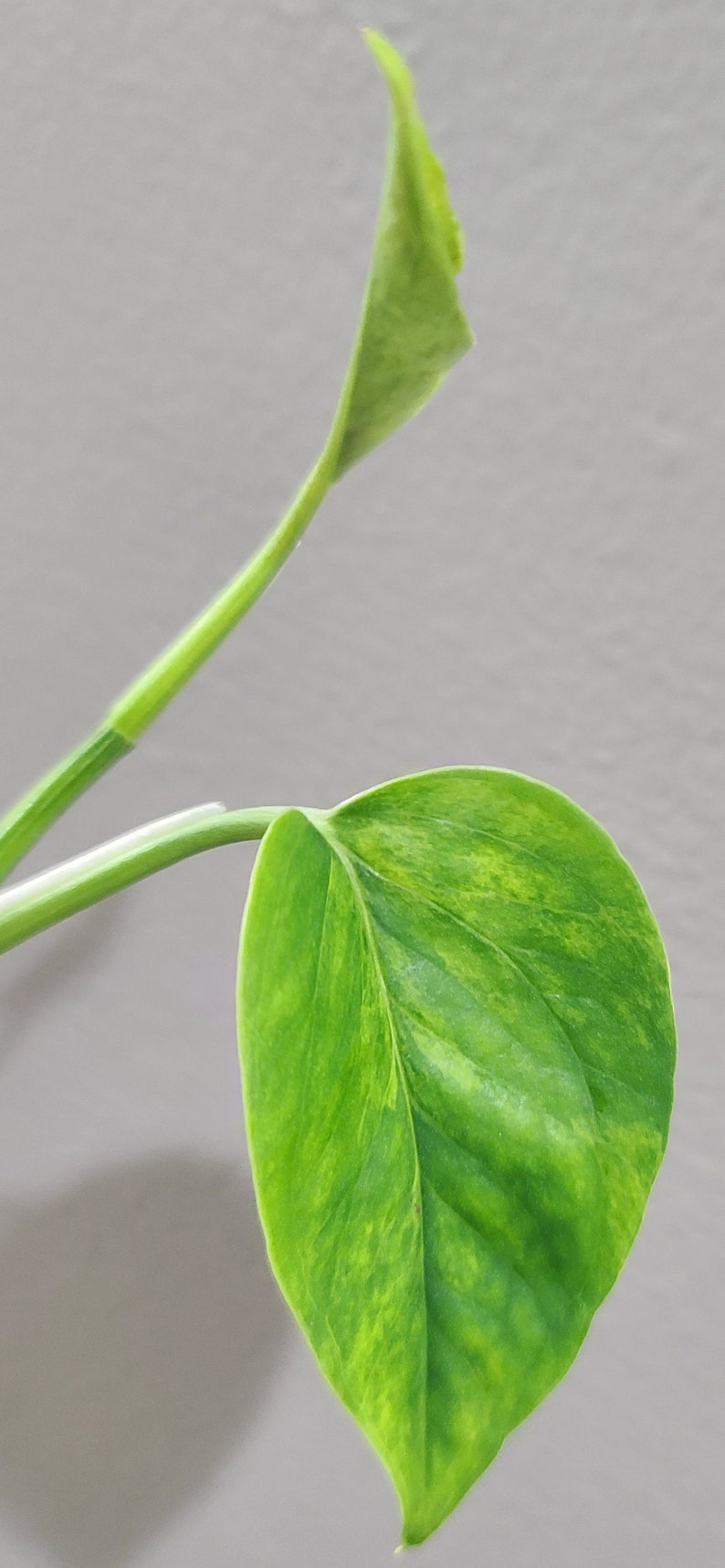 Teruno Pothos Carnival - Etsy