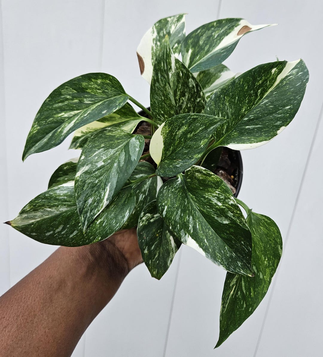 Colorado Constellation Pothos - 4" Pot - Etsy