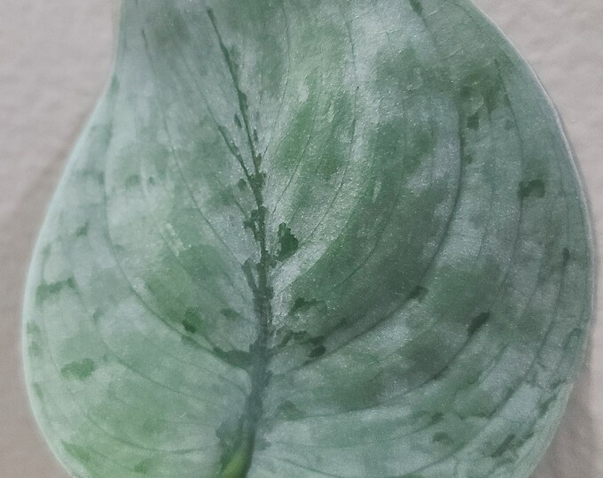 Scindapsus Tattoo no Roots - Etsy