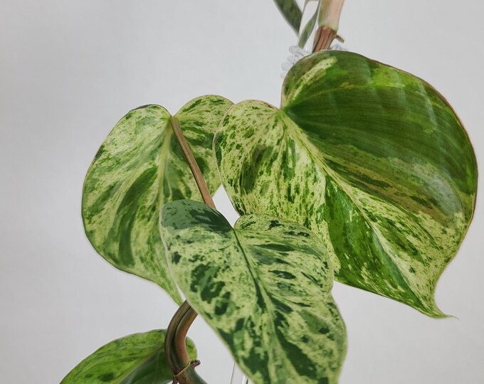 Variegated Heartleaf Philodendron - Etsy
