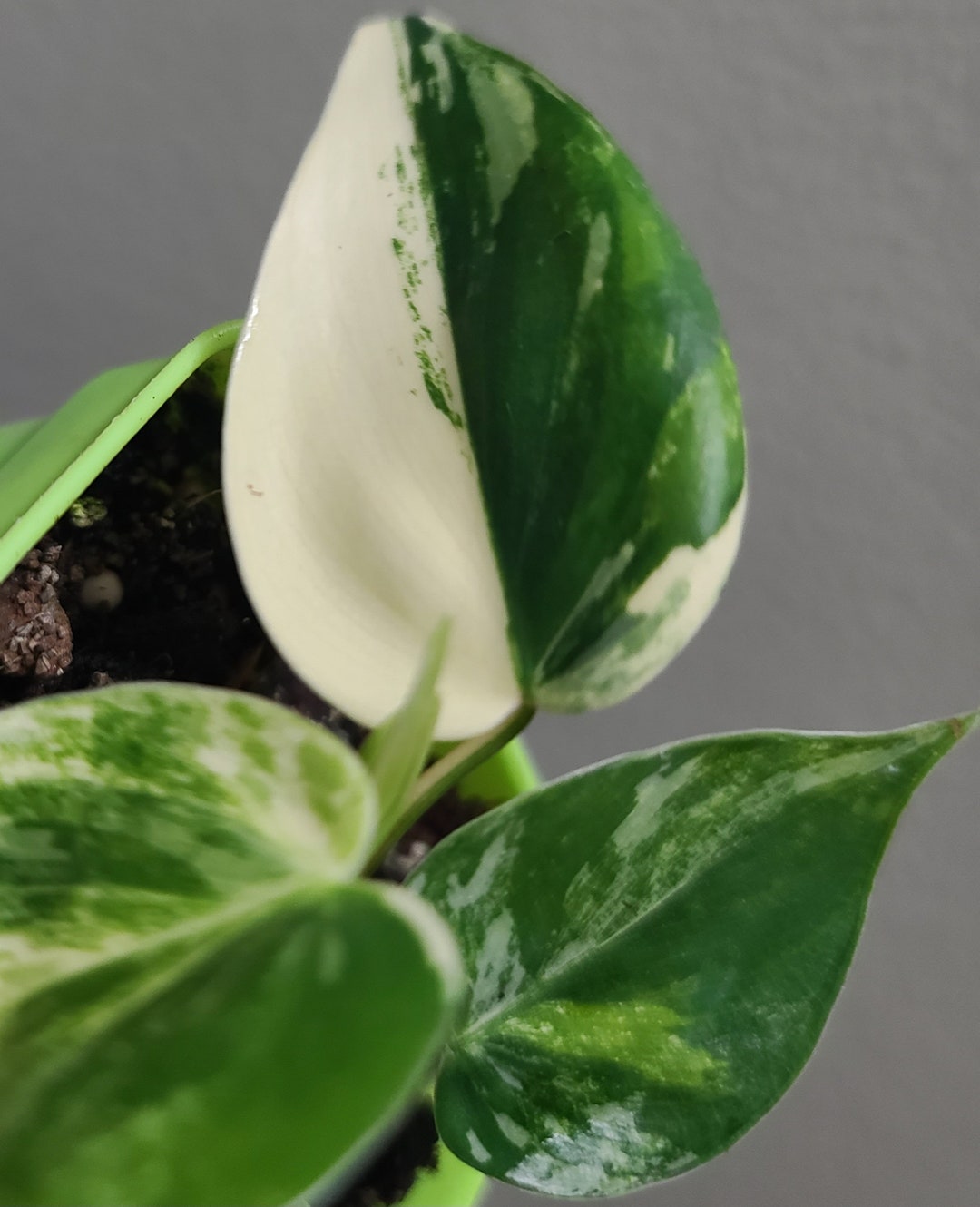 Albo Variegated Heartleaf Philodendron - Etsy