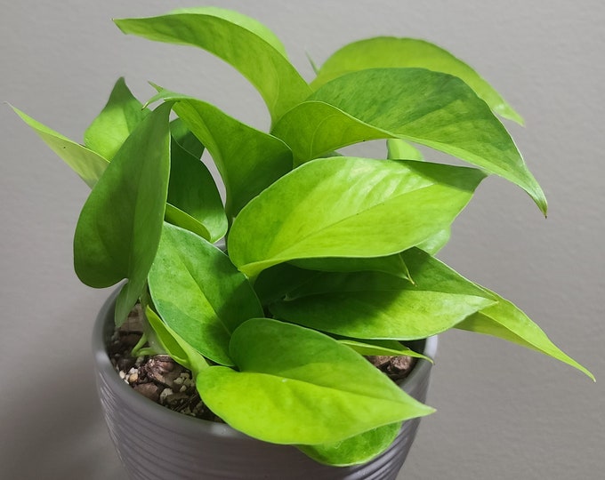 Teruno Venus Pothos (cutting Pic # 3) - Etsy