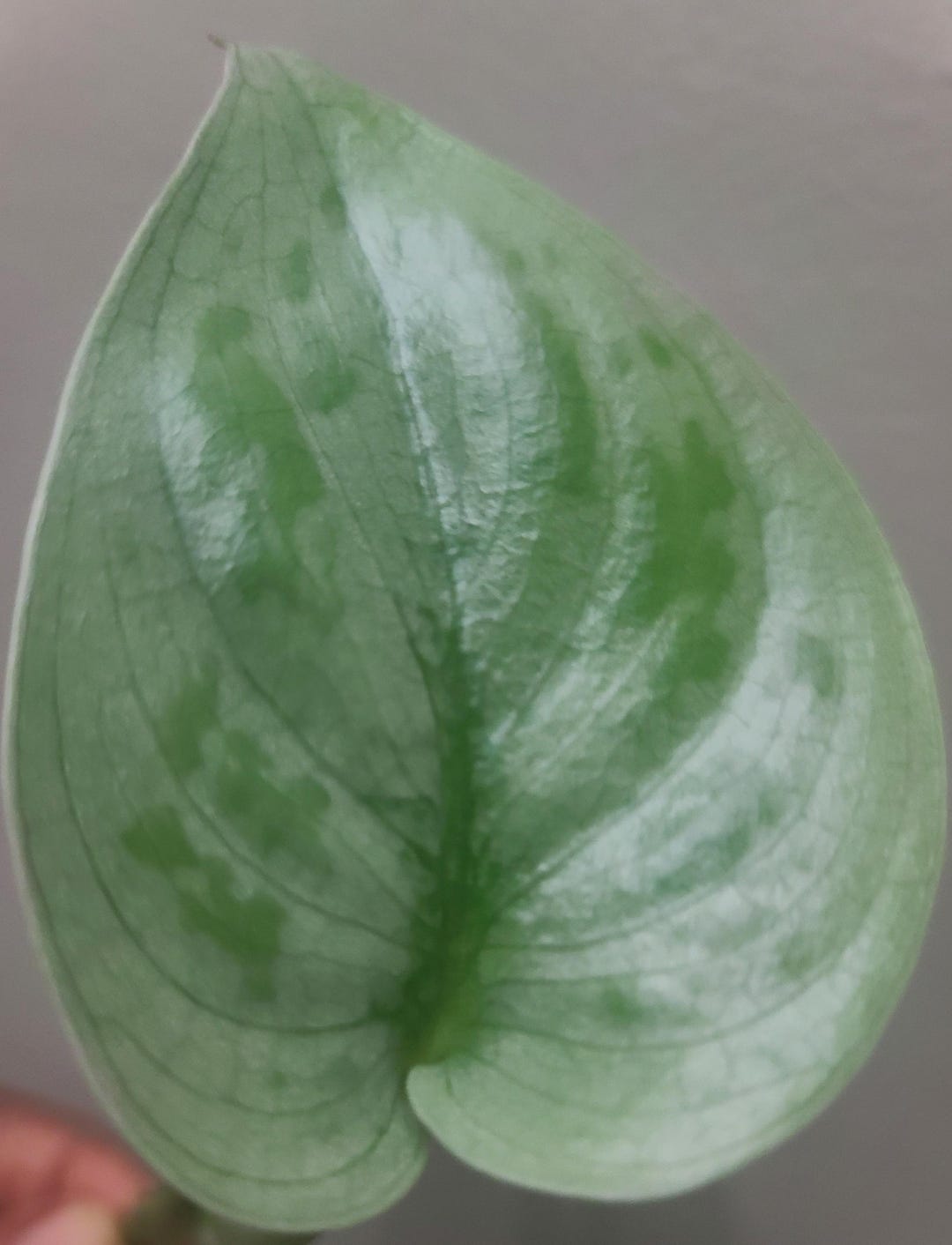 Scindapsus Tattoo (no Roots) - Etsy