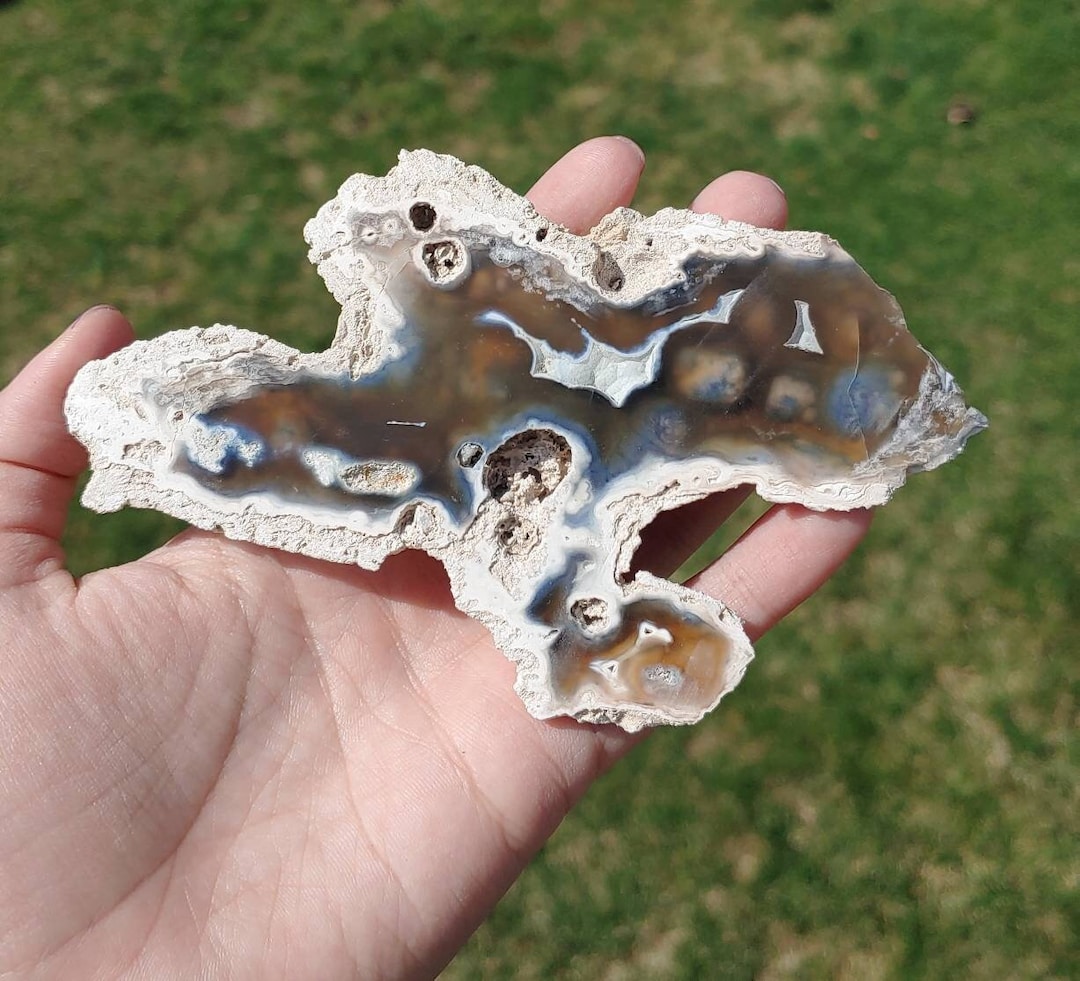 Rare Tampa Bay Agatized Coral Fossil, UV Reactive, Honey Brown and Blue ...