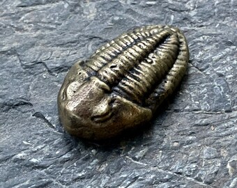 Trilobite Fossil - Etsy