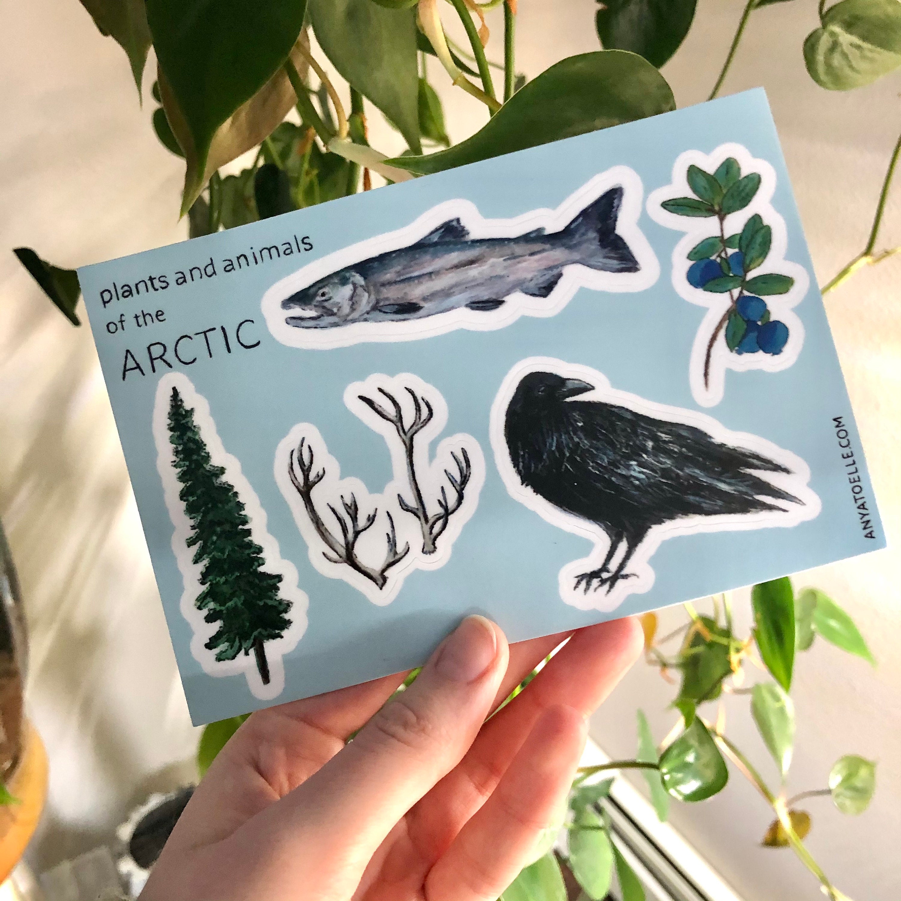Sticker Sheet Plants and Animals of the Arctic Donation | Etsy
