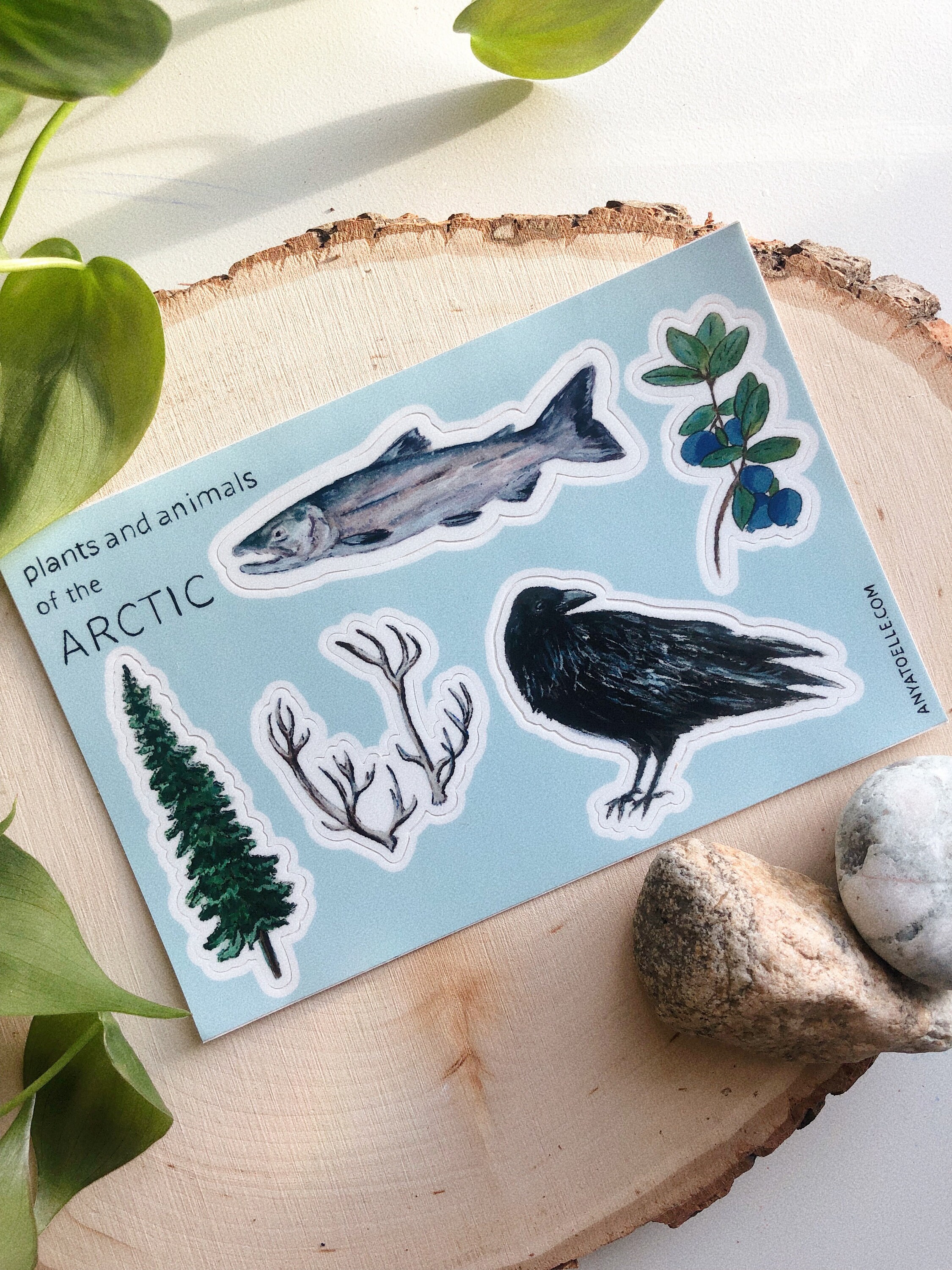 Sticker Sheet Plants and Animals of the Arctic Art by Anya - Etsy