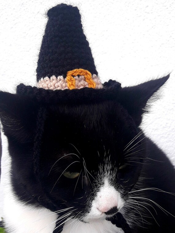 Pilgrim Cat