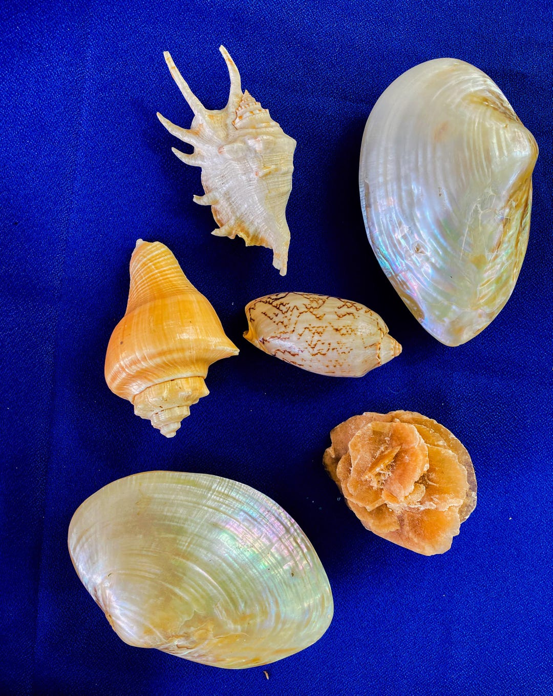 Rare Shell Collection With Desert Rose Crystal Natural Wonders Set - Etsy