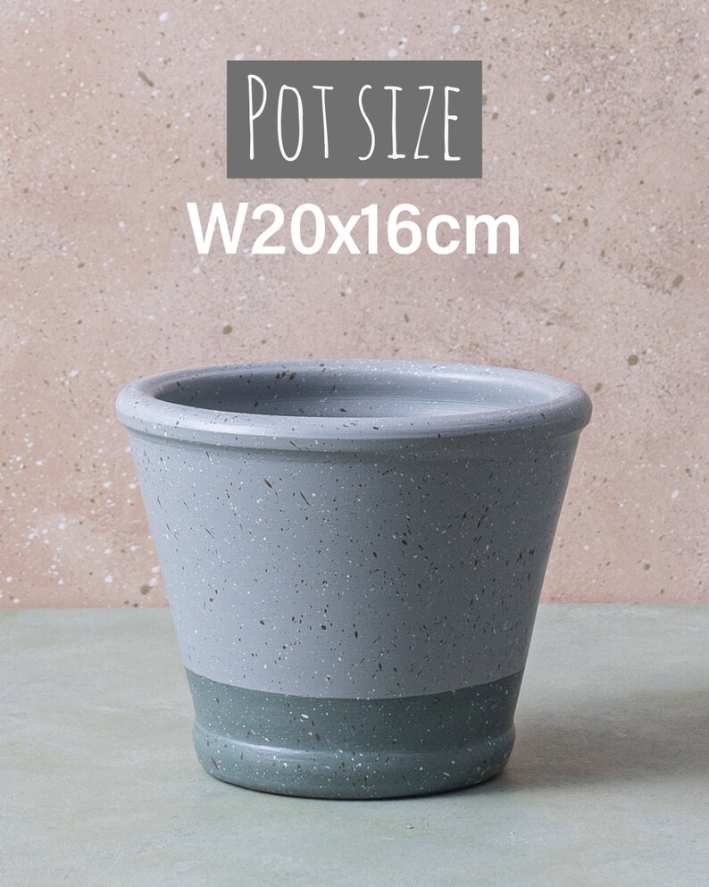 Large Cactus Plant Rare Cactus Fake Plants Plant Dad - Etsy