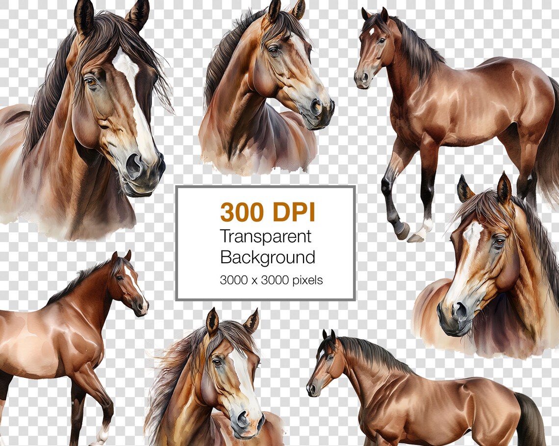 Horse Clipart 10 PNG, Commercial Use, Printable, Digital Art for Craft ...