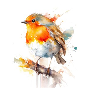 Cute Robin 12 JPG, Digital Download, Commercial Use, Clipart for Craft ...