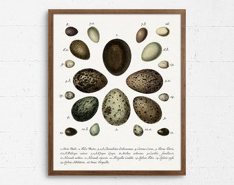 Bird Egg Chart - Etsy