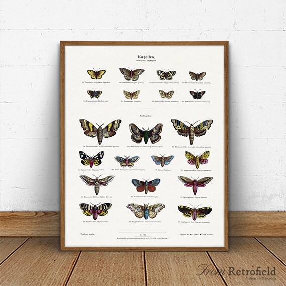 Vintage Butterfly Chart