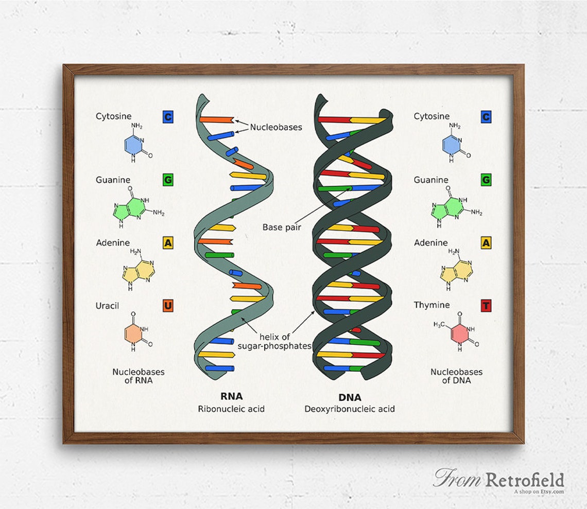DNA and RNA Print Human DNA Poster Biology Wall Art Genetic - Etsy