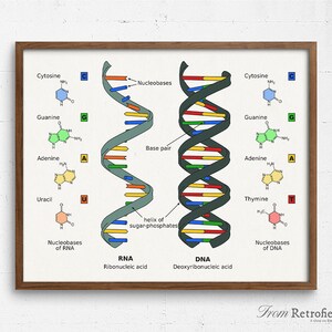 DNA and RNA Print Human DNA Poster Biology Wall Art Genetic | Etsy