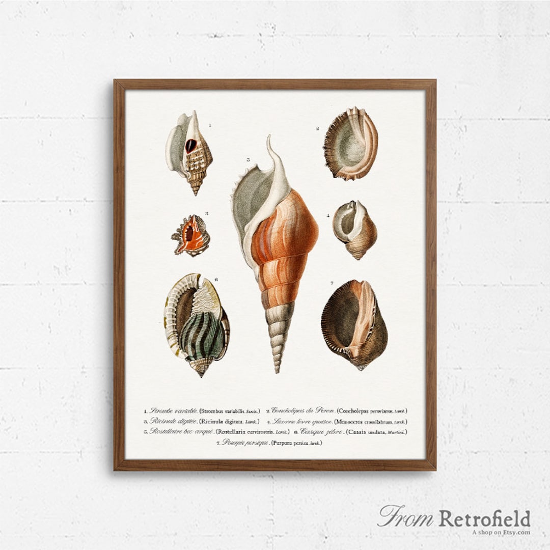 Sea Shells Print, Nautical Decor, Shells Illustration, Sea Life ...