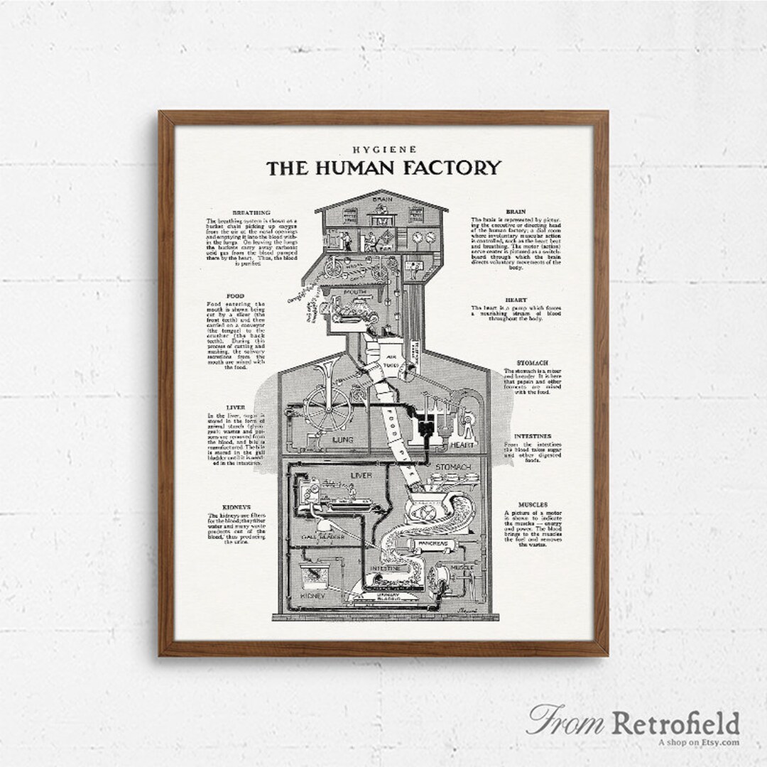 Human Factory Internal Body Functioning Vintage Medical - Etsy