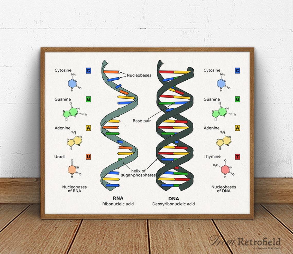 DNA and RNA Print Human DNA Poster Biology Wall Art Genetic | Etsy