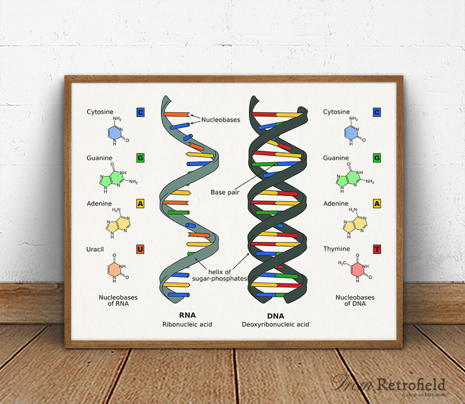 DNA and RNA Print Human DNA Poster Biology Wall Art Genetic | Etsy