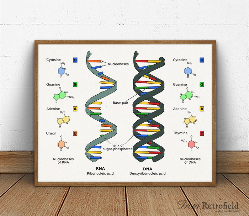 DNA and RNA Print Human DNA Poster Biology Wall Art Genetic - Etsy