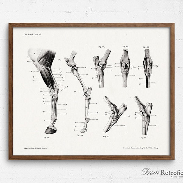 Pferd anatomie - Etsy.de