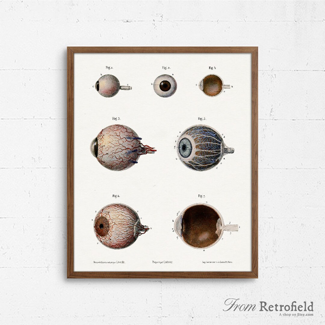 Human Eye Print, Digital Download, Optometrist Gifts, Anatomy Poster ...