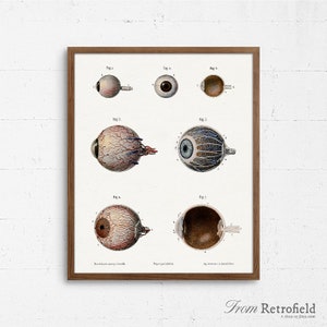 Human Eye Print, Digital Download, Optometrist Gifts, Anatomy Poster ...