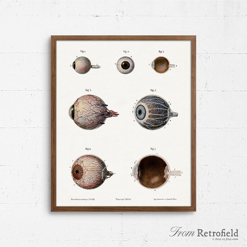 Human Eye Print Digital Download Optometrist Gifts Anatomy - Etsy