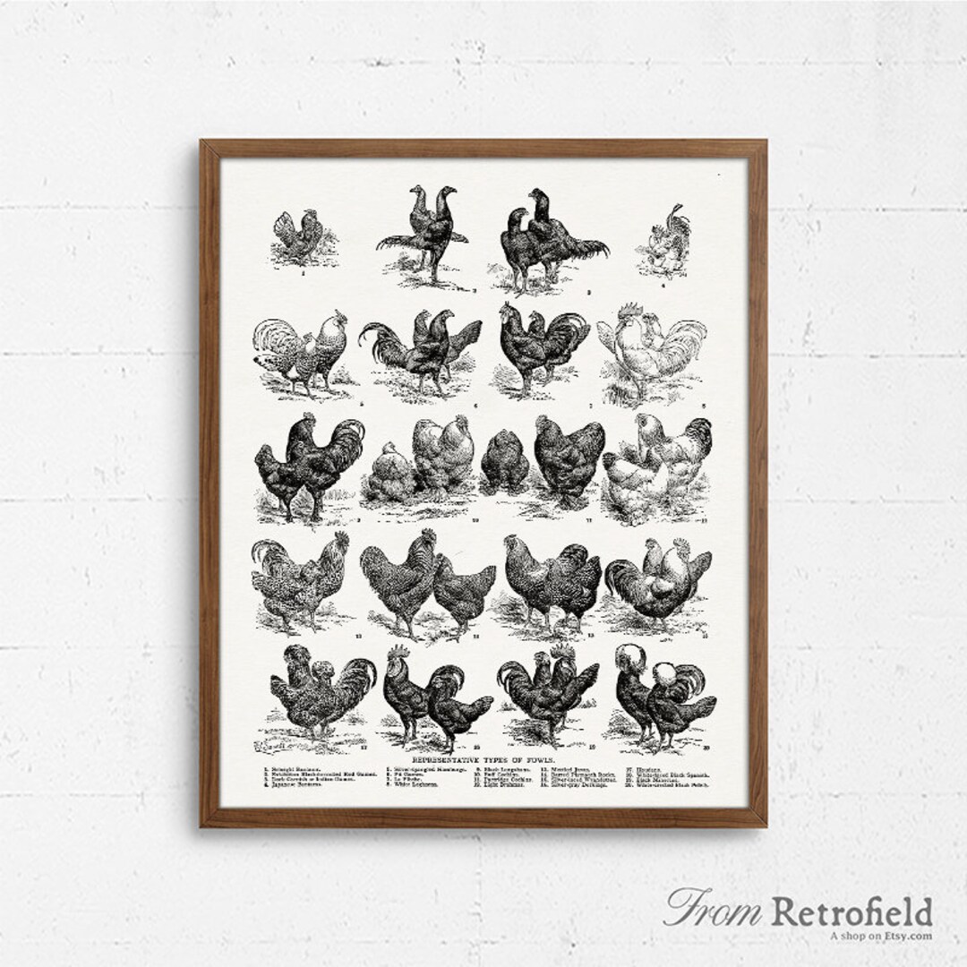 Breeds of Fowls Printable, Types of Fowls, Farmhouse Decor, Hen Poster ...