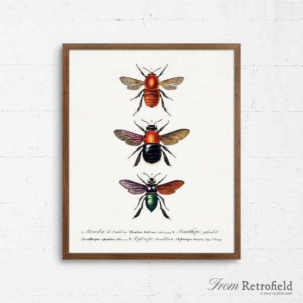 History of Bees Poster - Etsy