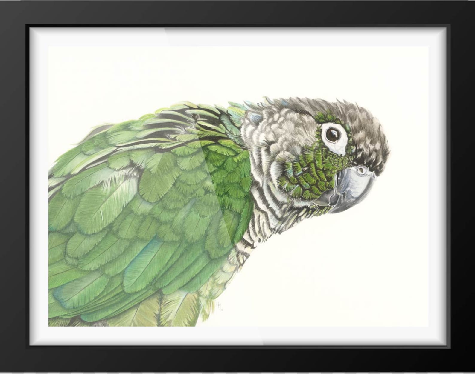 Green-cheeked Conure Limited Edition Print - Etsy