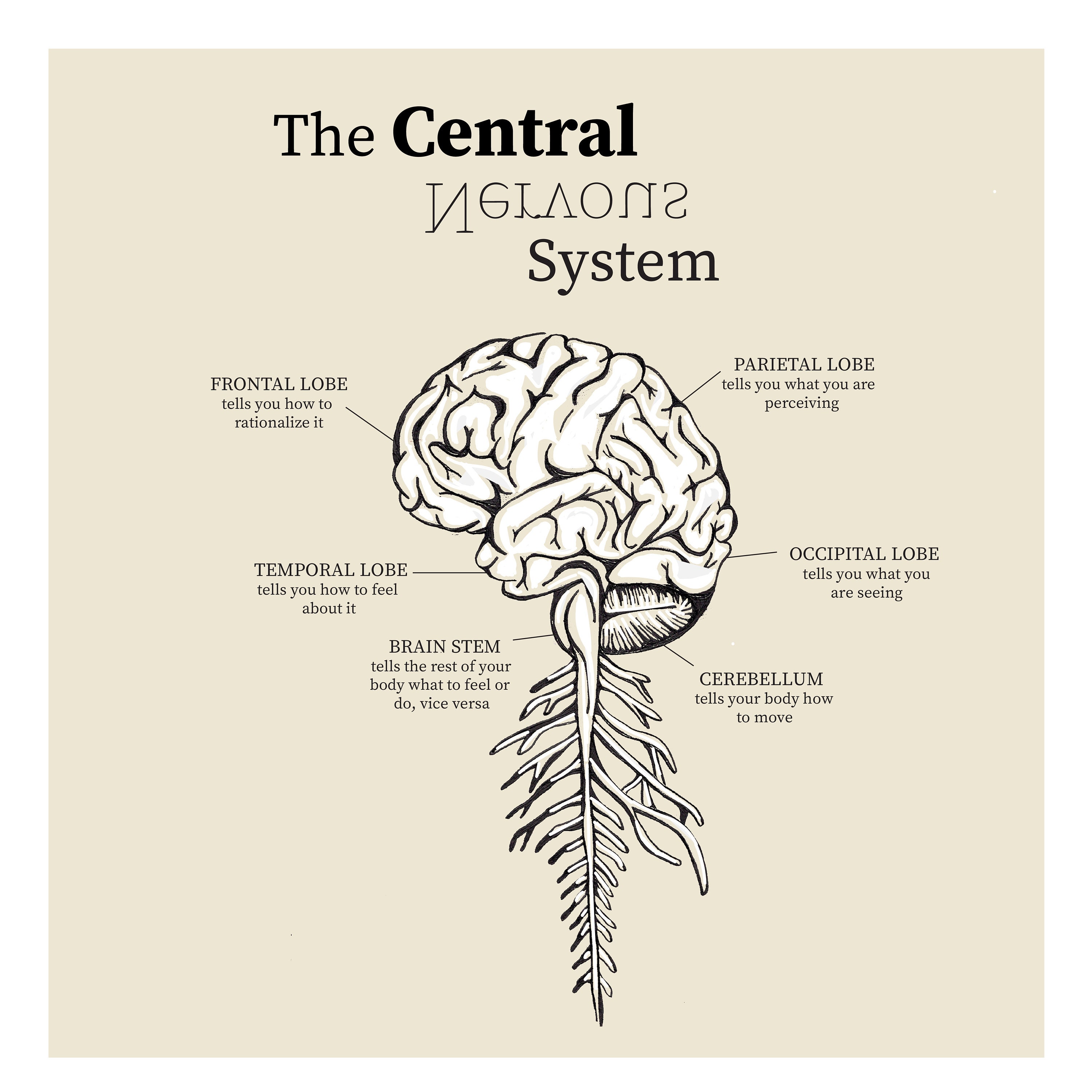 Central Nervous System Diagram, Brain Digital Printable, Medical ...