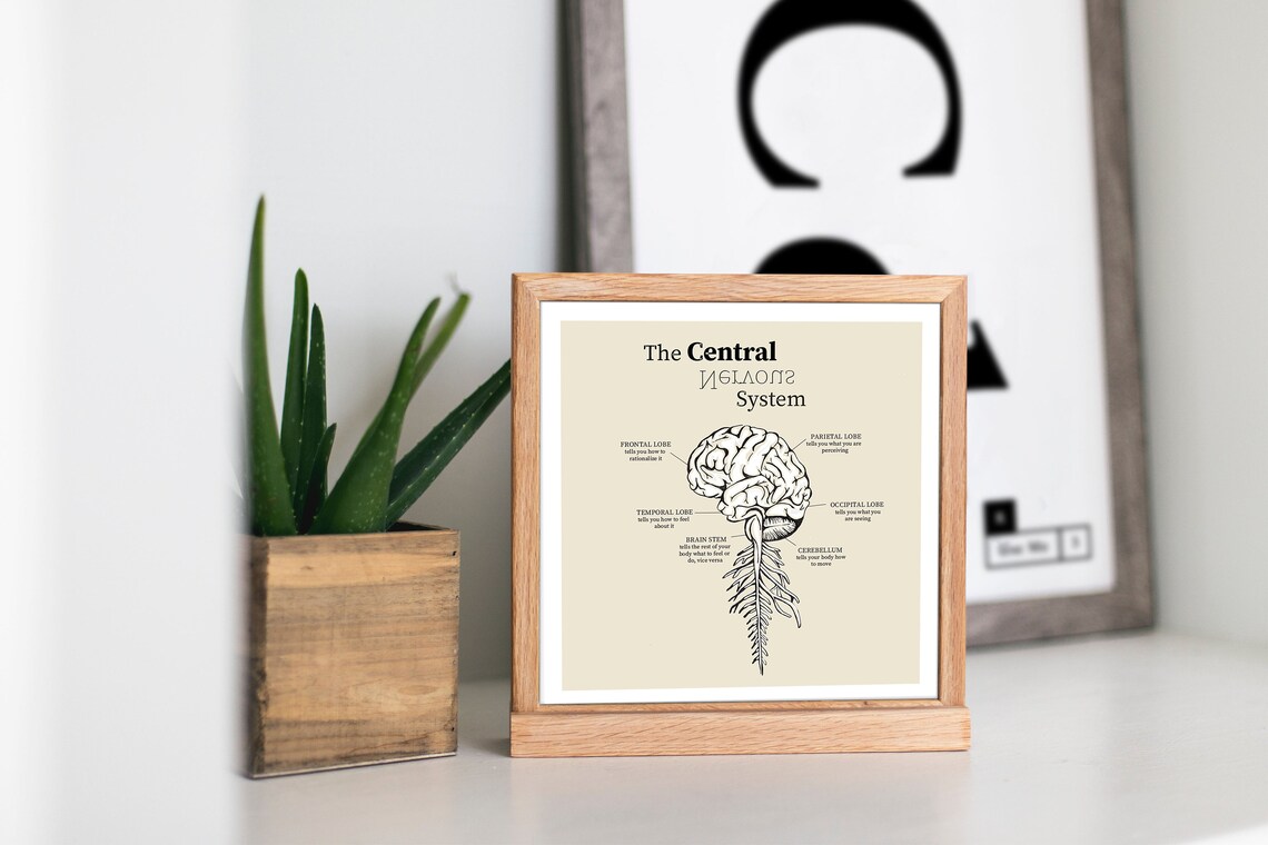 Central Nervous System Diagram, Brain Digital Printable, Medical ...
