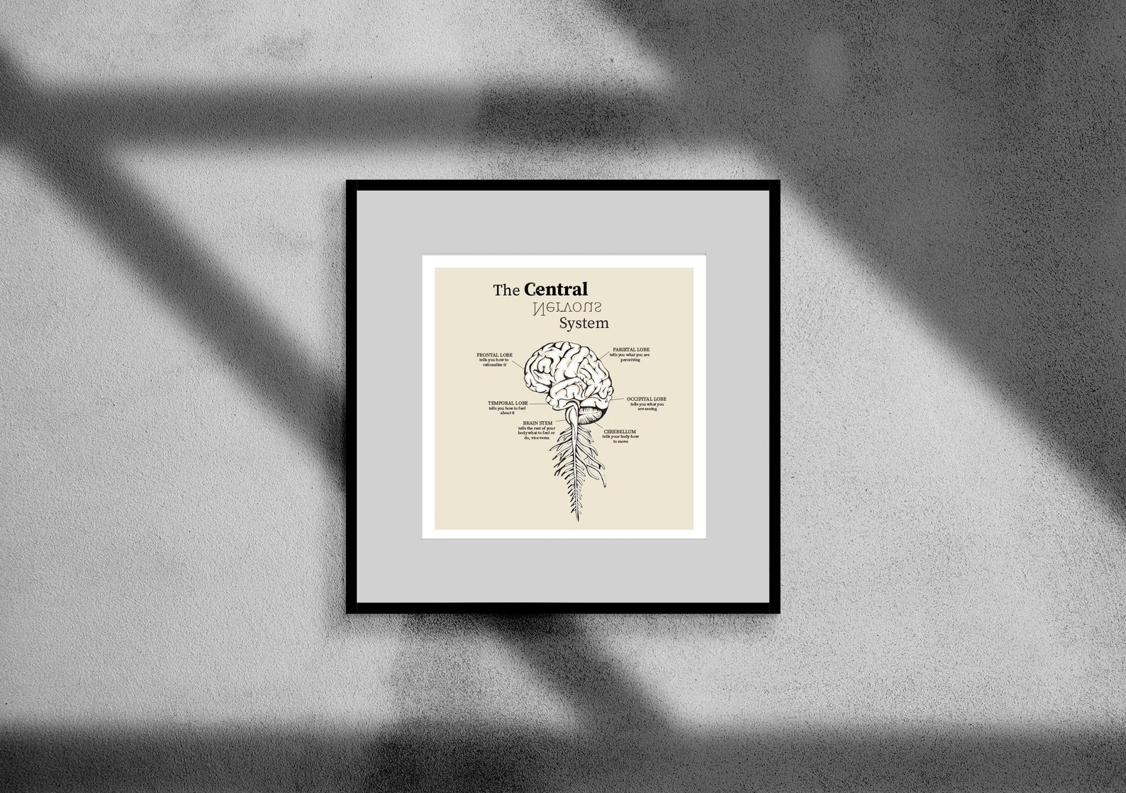 Central Nervous System Diagram, Brain Digital Printable, Medical ...