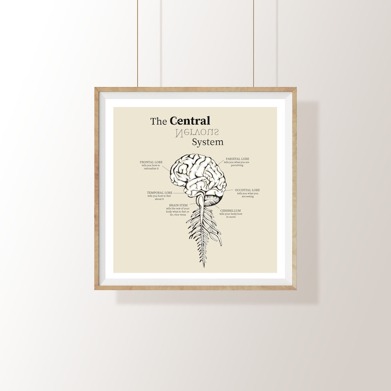 Central Nervous System Diagram, Brain Digital Printable, Medical ...
