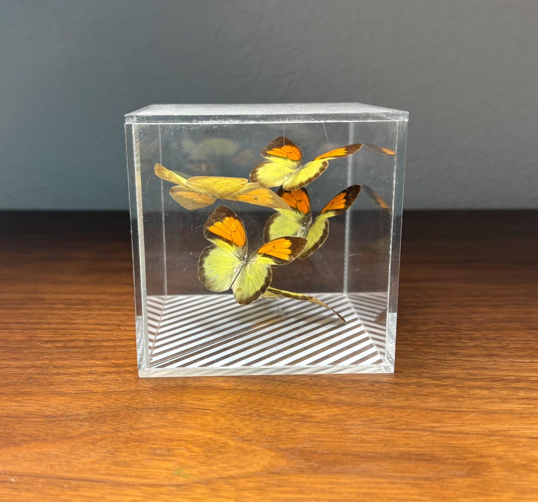 Vintage 4” 3D Floating Sulphur Butterfly Wings Acrylic Cube Display 5 ...