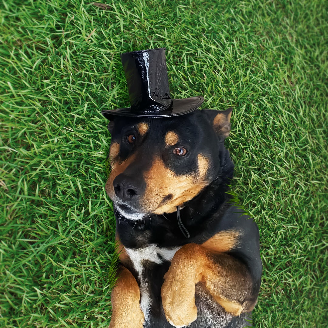 Dog Top Hat, Mini Top Hat, Top Hat for Pets, Dog Wedding Outfit, Party ...