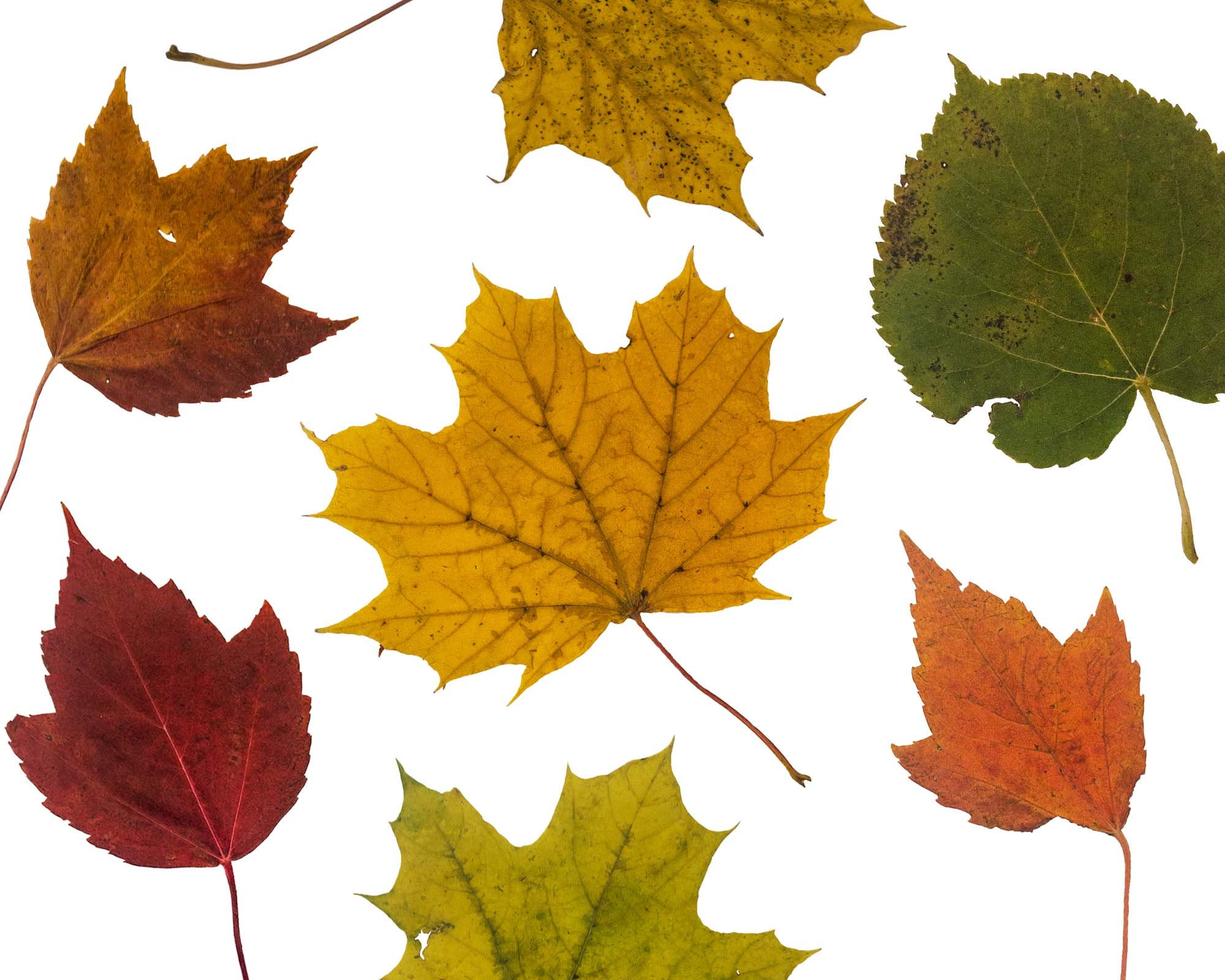 Autumn Leaves Clipart Graphics PNG Bundle Fall Leaf Graphics - Etsy