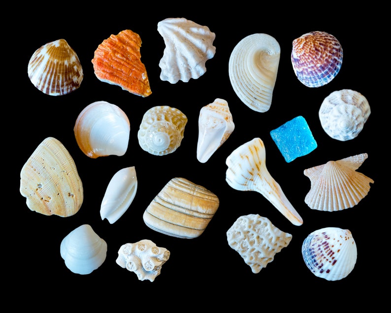 Seaside Treasures Clipart Pack With Real Seashell PNG Graphics - Etsy