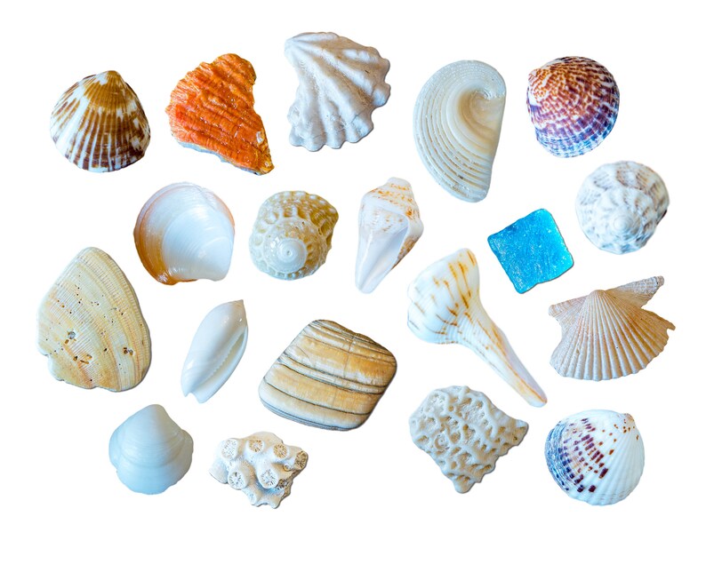 Seaside Treasures Clipart Pack With Real Seashell PNG Graphics - Etsy