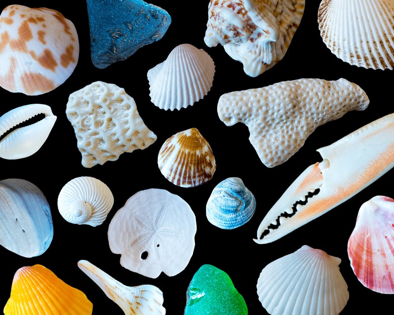 Seaside Treasures Clipart Pack With Real Seashell PNG Graphics - Etsy