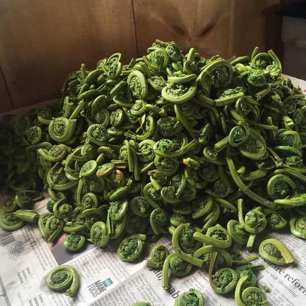Fiddlehead - Etsy