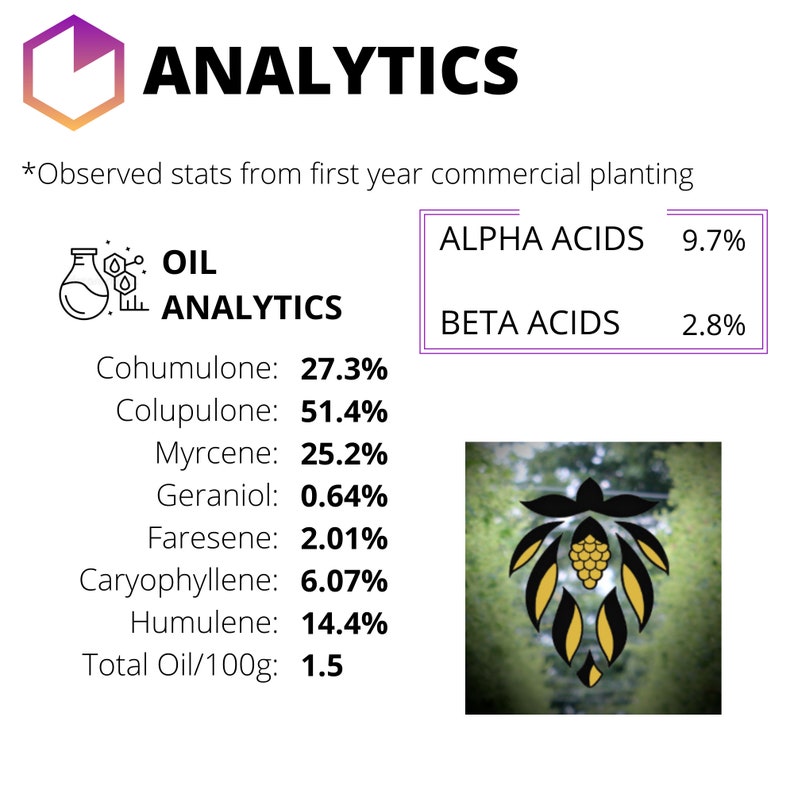 GLH Proprietary Hop Pellets 'mackinac™' - Etsy