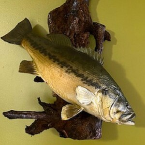 Real Skin Largemouth Bass Wall or Table Mount Taxidermy With Glass Eye ...