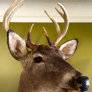 8 Point Buck Whitetail Deer Shoulder Mount Taxidermy - Etsy