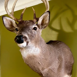 8 Point Buck Whitetail Deer Shoulder Mount Taxidermy - Etsy